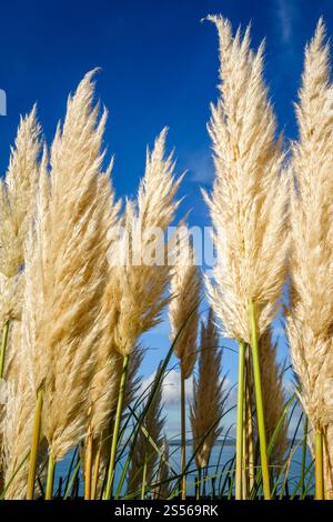 Pampas grass blue on a blue background. Softness. background. For the ...