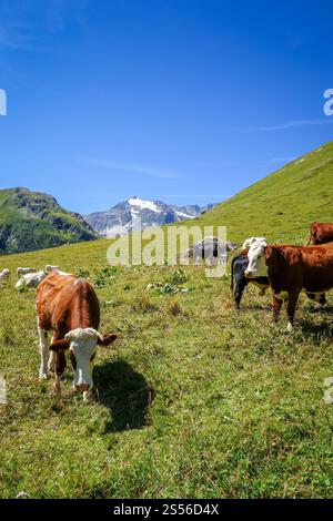 Cows in alpine pasture, Pralognan la Vanoise, French Alps Stock Photo ...