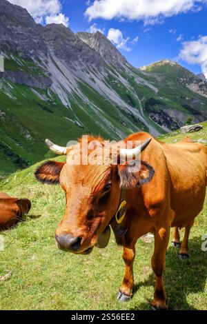 Cows in alpine pasture, Pralognan la Vanoise, French Alps Stock Photo ...