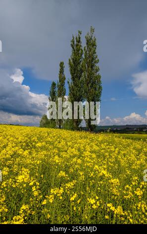 Oilseed field spring landscape with trees at nature background. Nature ...