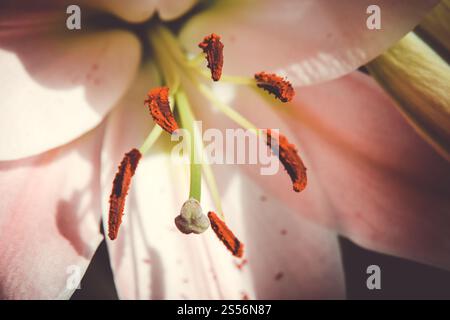 Lily flower macro view. Colorful background wallpaper Stock Photo - Alamy