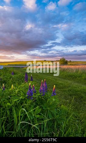 Yellow lupin flowers in the spring sunshine Stock Photo - Alamy