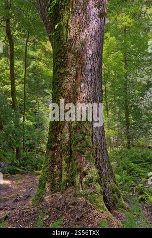Old growth Myrtle Beech (Nothofagus cunninghamii) tree with ferns, moss ...