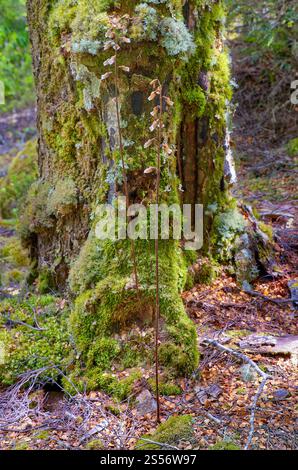 Old growth Myrtle Beech (Nothofagus cunninghamii) tree with ferns, moss ...