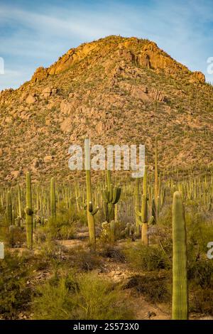 Explore the stunning desert landscape of Saguaro National Park ...