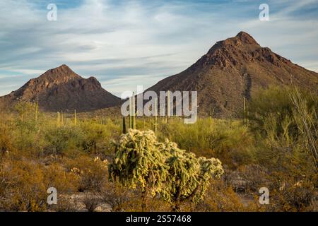 Explore the stunning desert landscape of Saguaro National Park ...