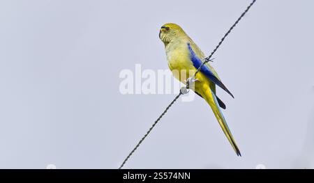 Barbed wire fence against clear blue sky Stock Photo - Alamy