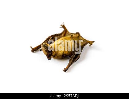 Baby bat dried on a white background Stock Photo - Alamy