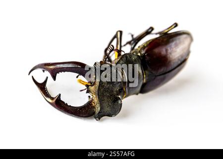 Dried european stag beetle isolated on white background. European stag ...