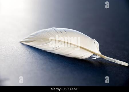 bird wing feather resting on a gray background Stock Photo - Alamy