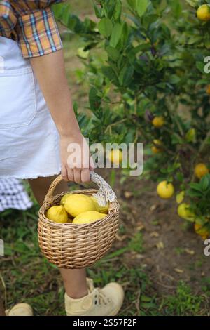 Basket with fresh lemons on color wooden background Stock Photo - Alamy