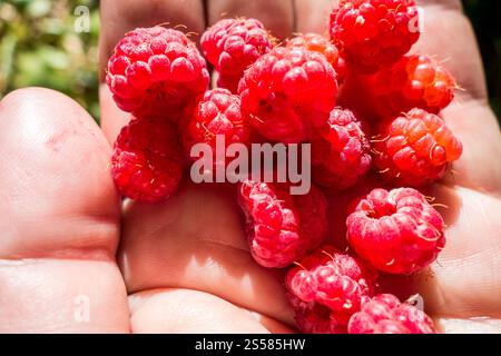 Bunch of fresh raspberries in a hand. Bunch of raspberries in a hand ...
