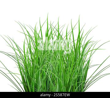 Green grass isolated on white background Stock Photo - Alamy