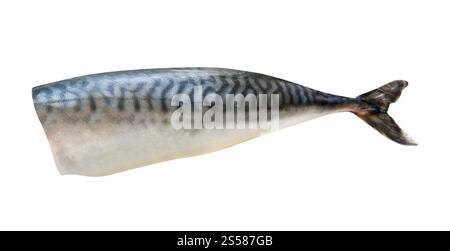Headless and gutted mackerel. Fresh sea fish, prepared for processing ...
