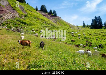 Goats in a field. The Grand-Bornand, France Stock Photo - Alamy