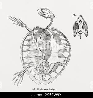 Skeleton of a Loggerhead sea turtle (Caretta caretta), poaching, Sal ...
