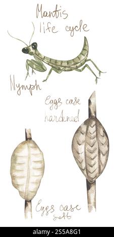 watercolor hand drawn mantis life cycle illustration poster, children ...
