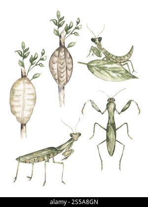 watercolor hand drawn mantis life cycle illustration poster, children ...