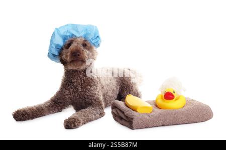Cute dog with shower cap and other bath accessories on grey background ...