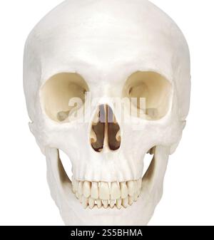 Human skeleton model isolated on white background. Skull, vertebra ...