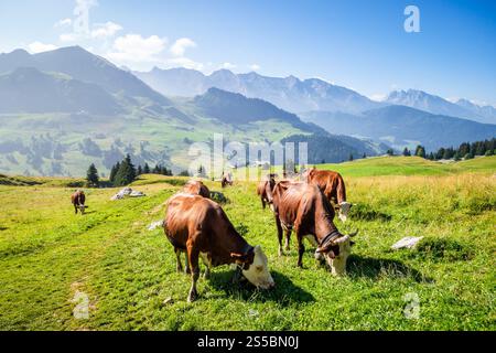 Cows grazing in a field in Le Mesnil en Ouche, France Stock Photo - Alamy