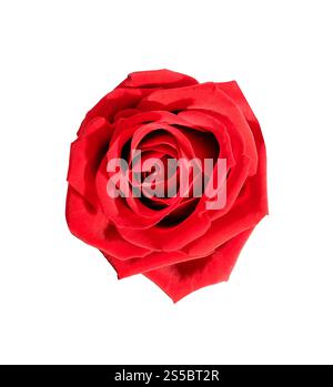 Red beautiful rose-drop on a white background Stock Photo - Alamy