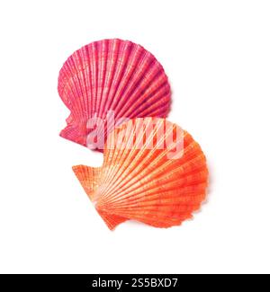 Seashell isolated on white background. Shell for design Stock Photo - Alamy