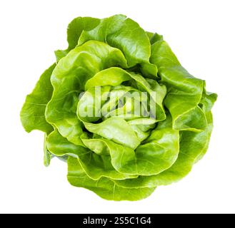 top view of head of boston round lettuce isolated Stock Photo - Alamy