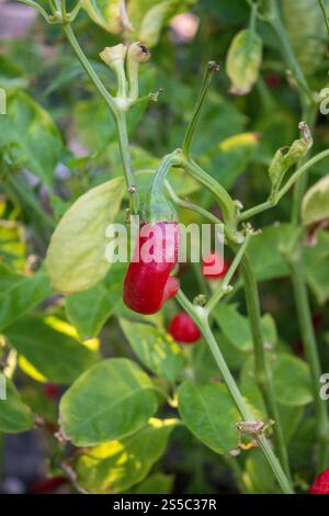 Green Chili Pepper in Backyard Garden Stock Photo - Alamy
