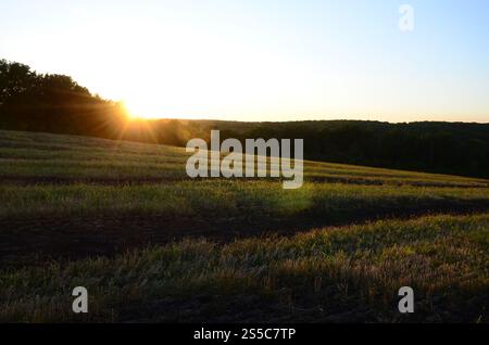 Prescribed burns help control invasive species and recycle nutrients in ...