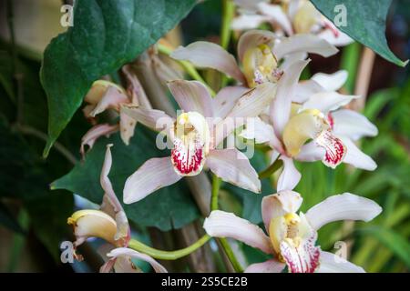 Orchid flower, white cymbidium. Tropical floral background Stock Photo ...