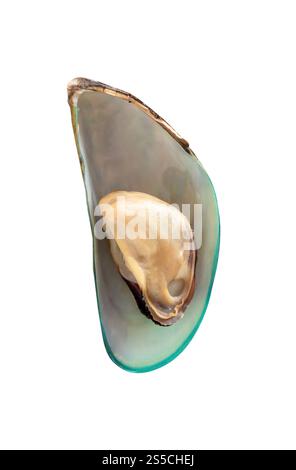 Top view of single green mussel meat is isolated on white background ...