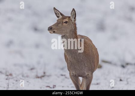 Hirsch im Winter Stock Photo - Alamy