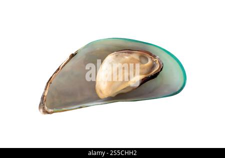 Top view of single green mussel meat is isolated on white background ...