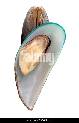 Two cooked or steamed green mussels in stack is isolated on white ...