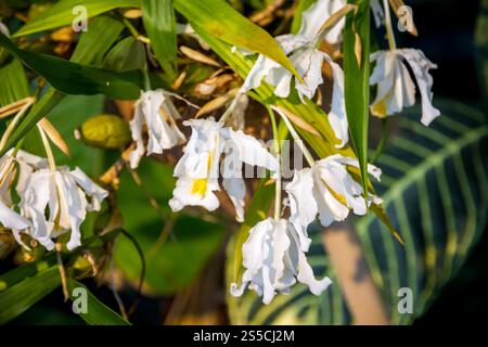 Orchid flower, rare species. Tropical floral background Stock Photo - Alamy