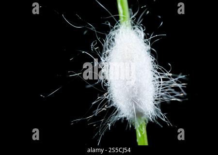 Ovisac of a cottony scale insect (Eriopeltis Stock Photo - Alamy