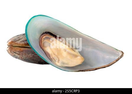 Two cooked or steamed green mussels in stack is isolated on white ...