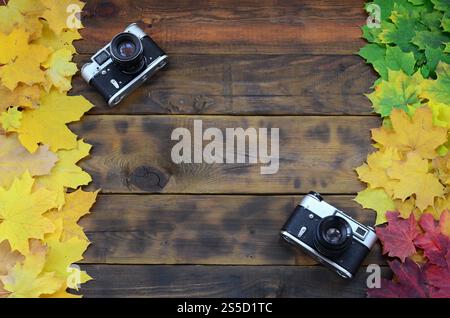 Two old cameras among a set of yellowing fallen autumn leaves on a ...