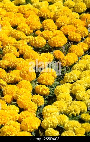Marigold flowers in the meadow in the sunlight Stock Photo - Alamy