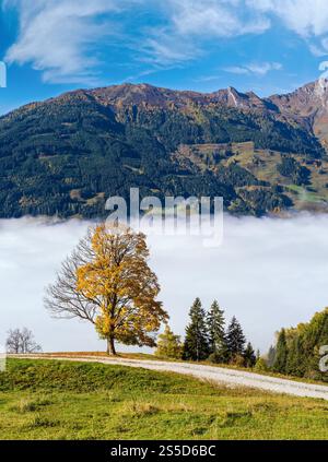 Autumn morning mountain and big lonely tree view from hiking path near ...