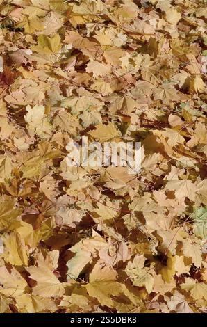 Colorful backround image of autumn leaves perfect for seasonal use ...