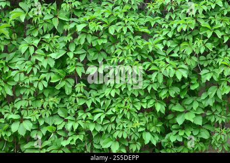Green ivy grows along the beige wall of painted tiles. Texture of dense ...
