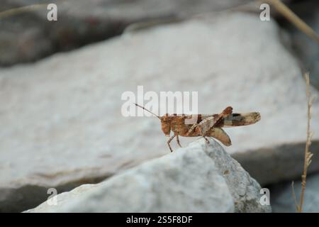 Photo macro of a cute red locust on a leaf. Small and fragile insect ...