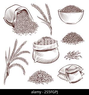 Hand drawn rice. Doodle sack and. Sketch rice ears vector set ...
