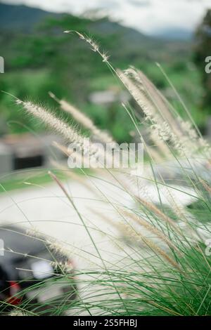 Soft, white seed heads of ornamental grass sway gently in the breeze ...
