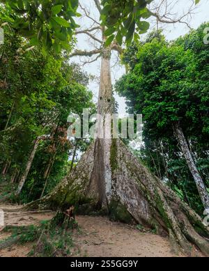 Lupuna tree in the Peruvian Amazon. It can reach 70 meters in height ...