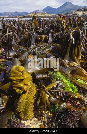 Furbelows Seaweed (Saccorhiza polyschides) showing close-up of base ...