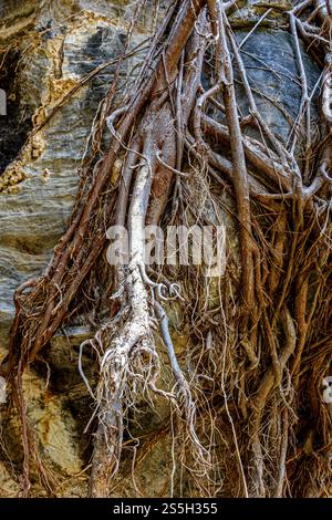 Twisted tree roots growing over rugged volcanic rocks surrounded by ...