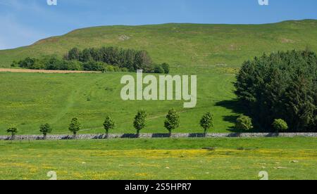 Clennel, Northumberland. Cheviot hills landscape. Cheviot Blackface ...